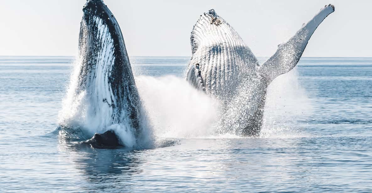 Hervey Bay: Halbtägiges Wal- und Inselabenteuer mit dem Boot | GetYourGuide