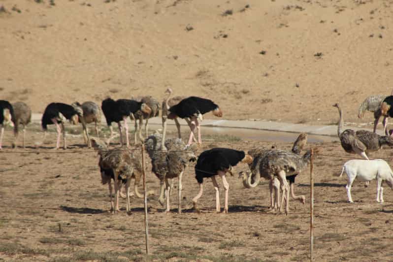 Agadir or Taghazout: Souss Massa National Parc with Lunch | GetYourGuide