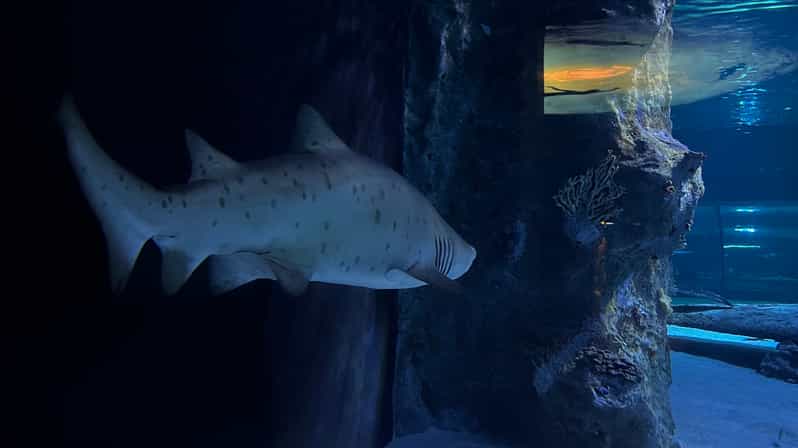 Antalya: Acvariu cu Pivate Transfer | GetYourGuide