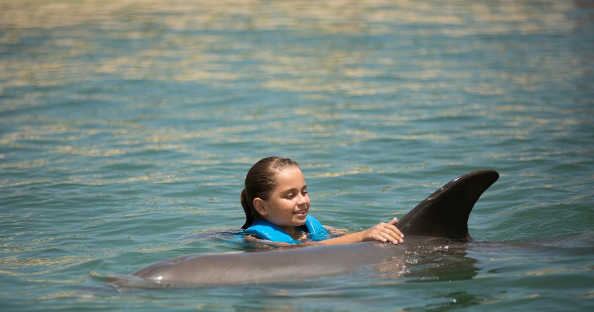 Nado con delfines Splash - Punta Cancún | GetYourGuide