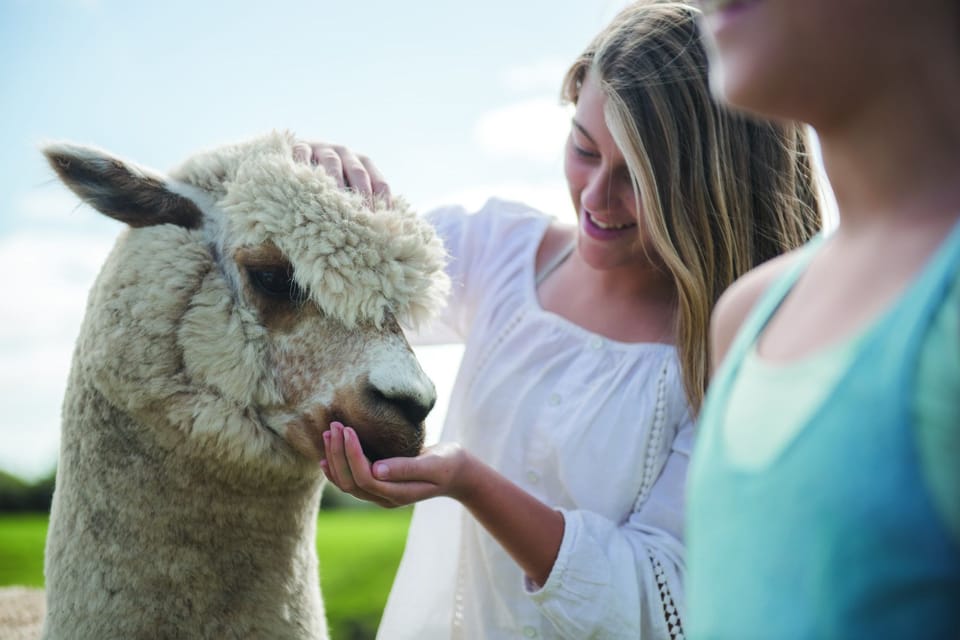 Rotorua: Agrodome Farm Tour with Show and Produce Tasting | GetYourGuide