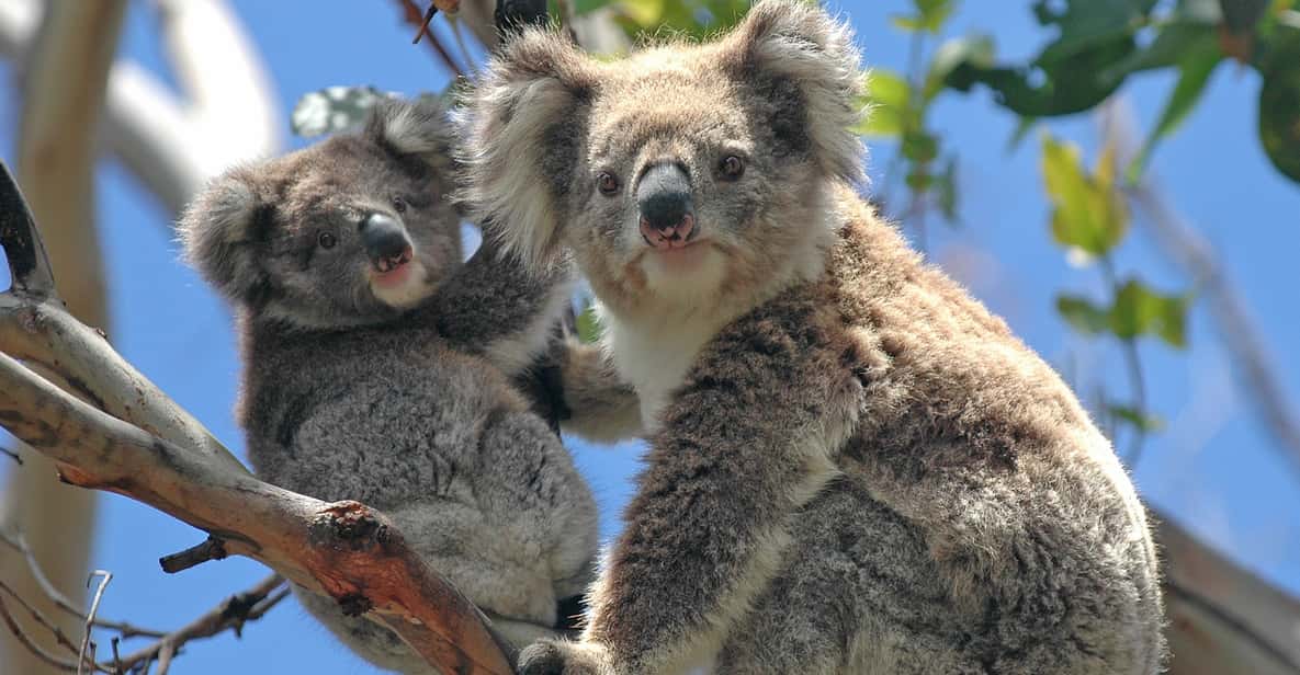 Melbourne: Healesville, Emerald Lake & Puffing Billy | GetYourGuide