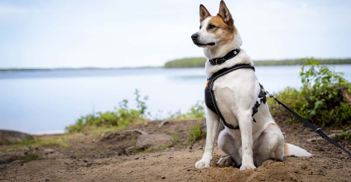Rovaniemi: Hiking Experience with Lappish Dogs | GetYourGuide