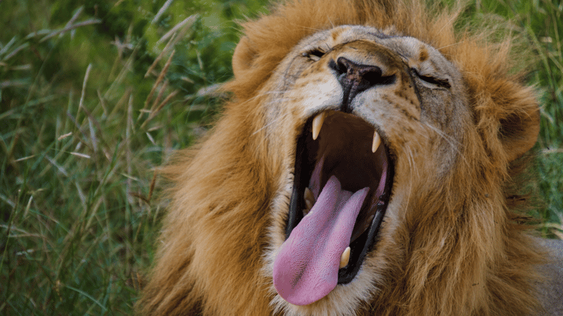 Full-Day Addo Elephant National Park All Inclusive Safari | GetYourGuide