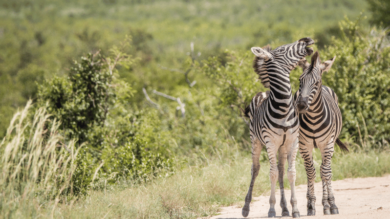 Full-Day Addo Elephant National Park All Inclusive Safari | GetYourGuide