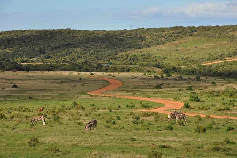 Full-Day Addo Elephant National Park All Inclusive Safari | GetYourGuide