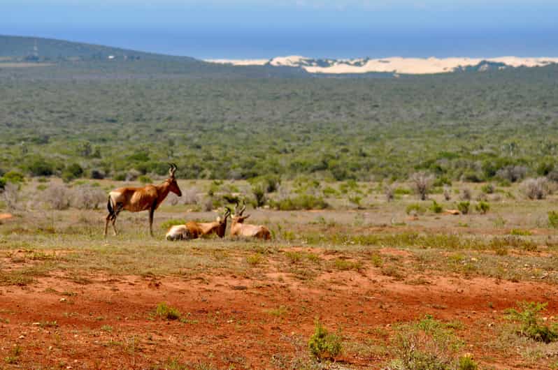 Full-Day Addo Elephant National Park All Inclusive Safari | GetYourGuide