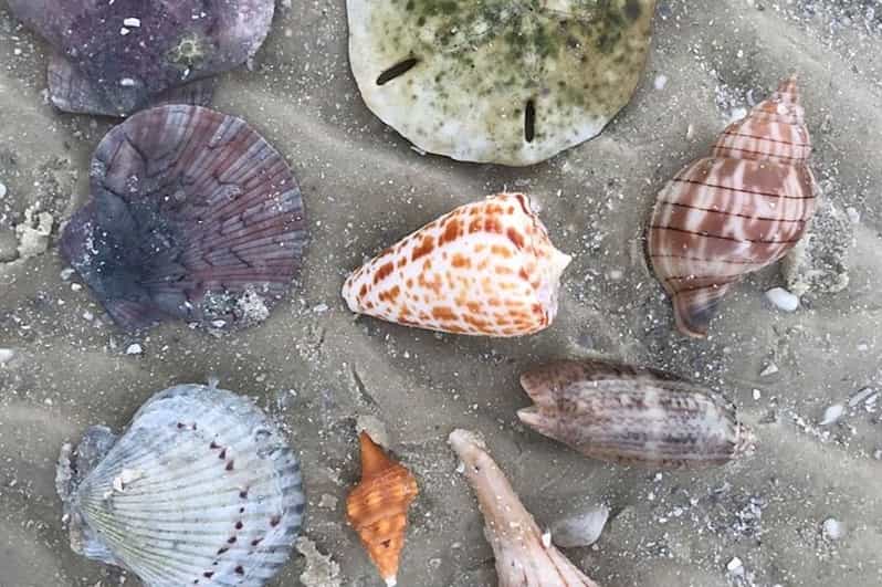 Barrier Island Shelling Tour | GetYourGuide