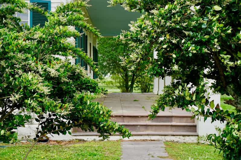 New Orleans: Felicity Plantation Guided Tour | GetYourGuide