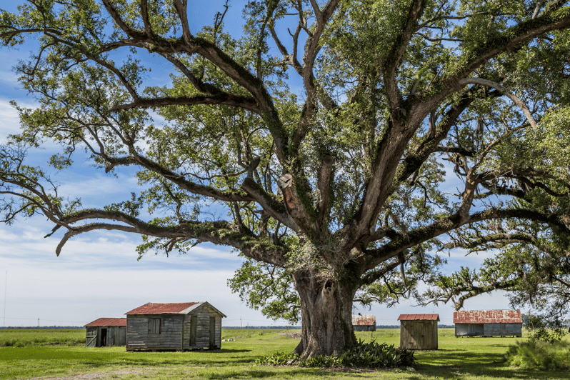 New Orleans: Felicity Plantation Guided Tour | GetYourGuide