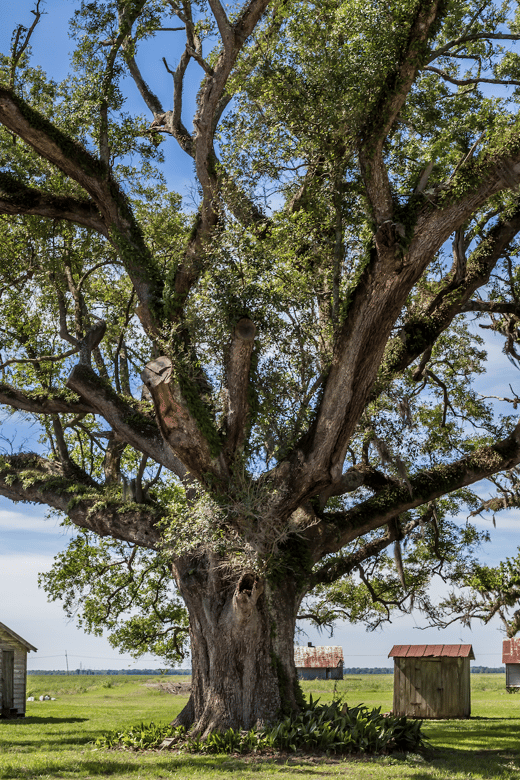 New Orleans: Felicity Plantation Guided Tour | GetYourGuide