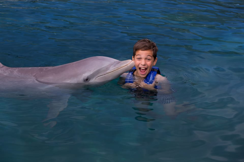 Swim with dolphins Ride - Riviera Maya | GetYourGuide