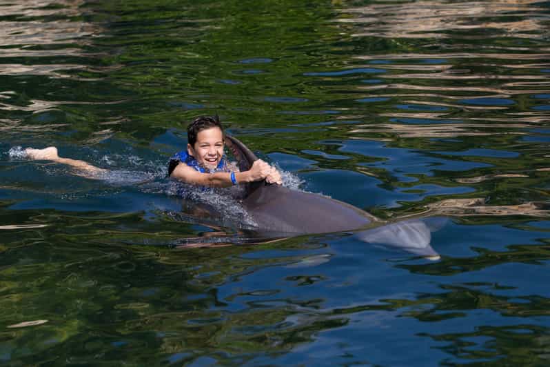 Swim with dolphins Ride - Riviera Maya | GetYourGuide