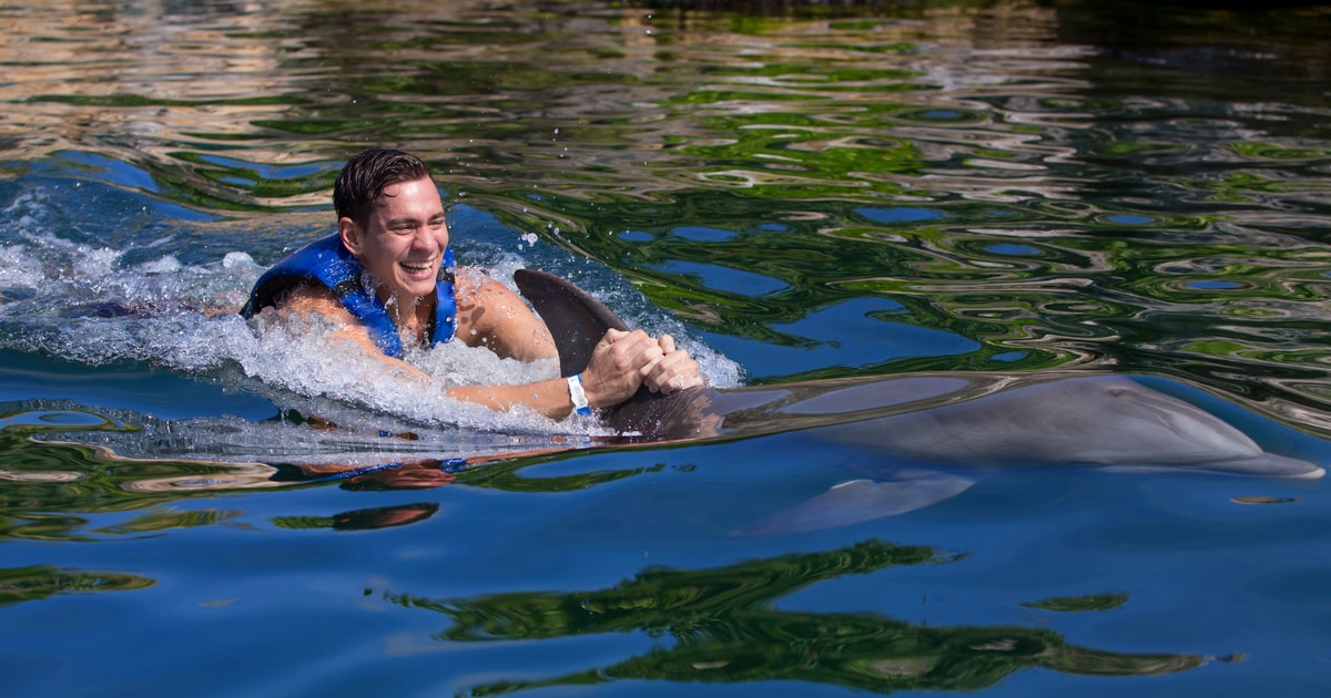 Riviera Maya Paseo nadando con delfines | GetYourGuide