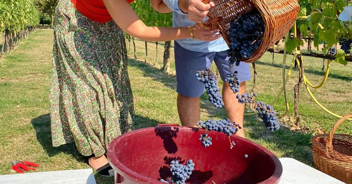 Szüret, taposás és túrák | GetYourGuide