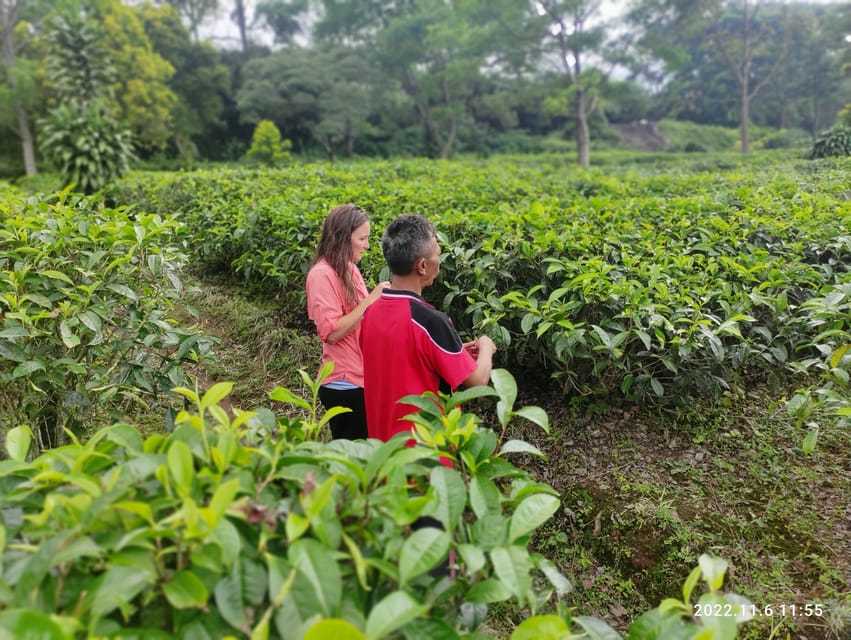 Jakarta: Volcano, Hot Spring, Tea Factory& Coffee Luwak Tour | GetYourGuide