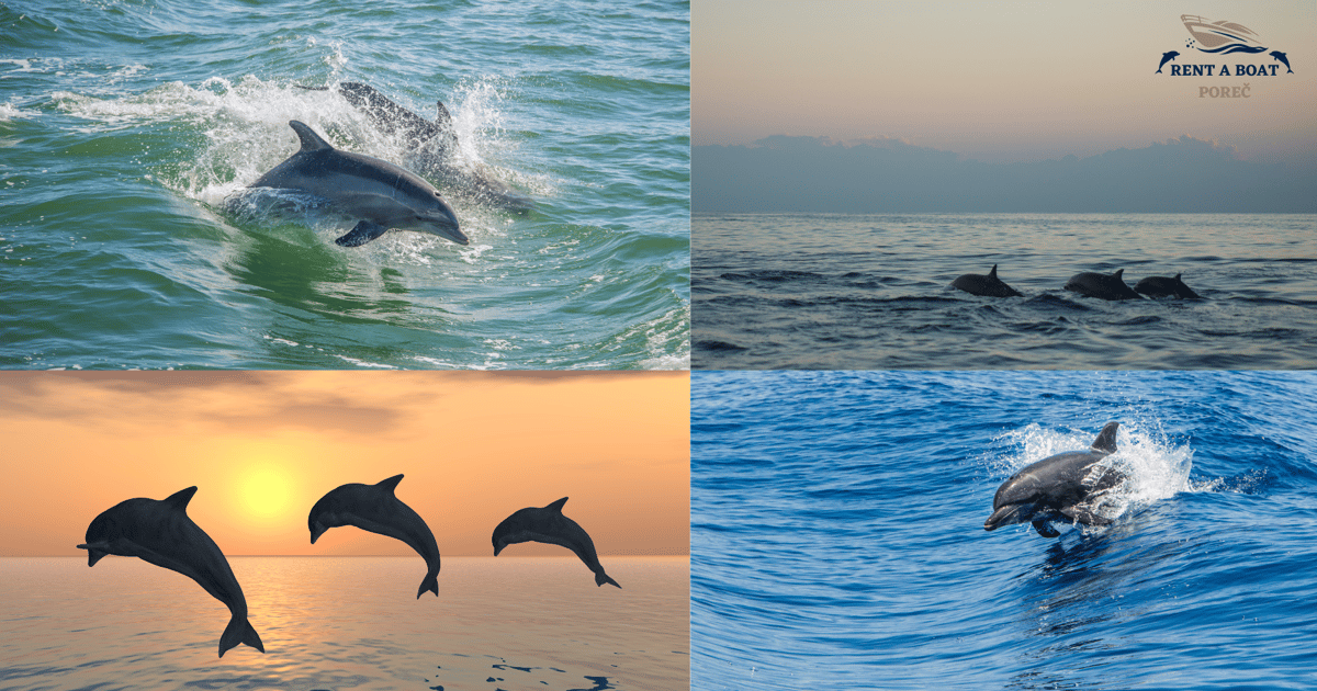 Private Familien-Delfin-Tour in Poreč | GetYourGuide