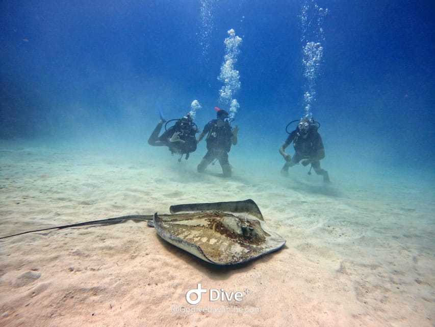 Bayahibe - PADI Advanced Course Diving - Go Dive | GetYourGuide
