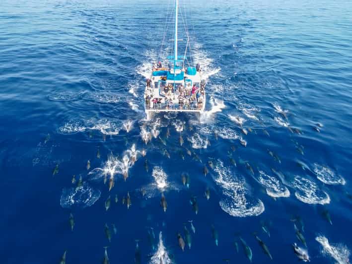 Dana Point Dolphin & Whale Watching With Underwater Viewing | GetYourGuide