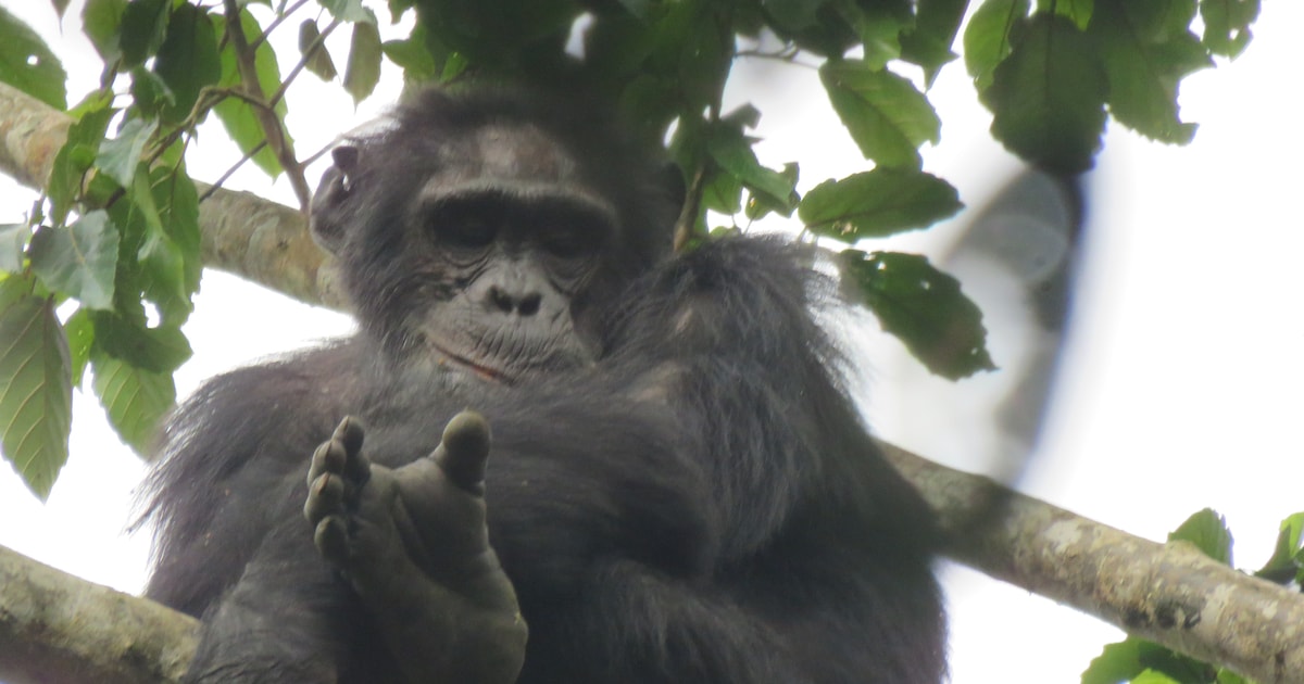 Cimpanzee Tracking in Kibale National park | GetYourGuide