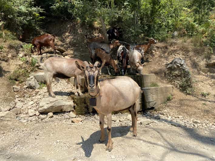 From Durres: Hike to Gamti Mountain with Bovilla lake view | GetYourGuide