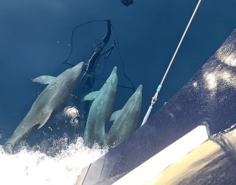 Full-Day Swimming and Snorkeling Tour in Split | GetYourGuide