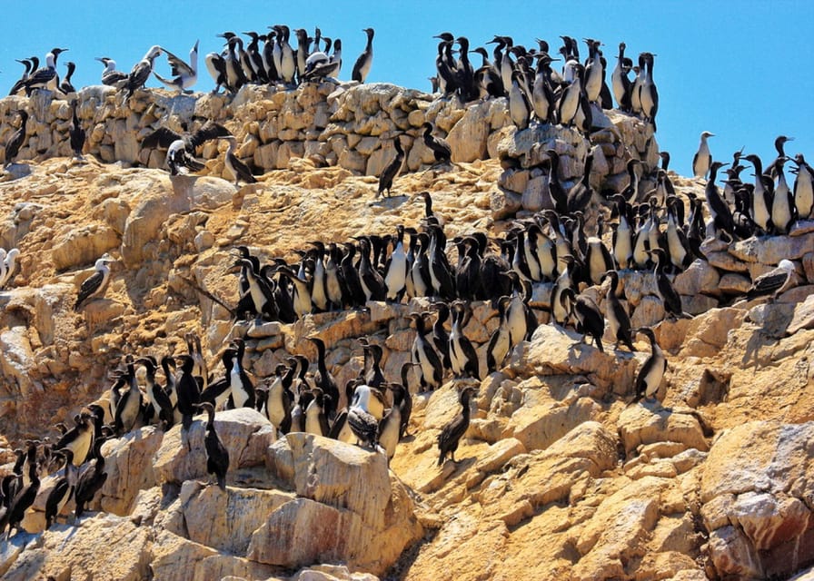 From Paracas: Guided Boat Tour to the Ballestas Islands | GetYourGuide
