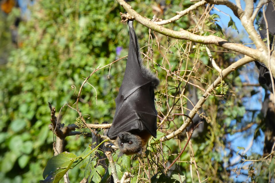 Flying Fox Tour: o único Bat Tour de Sydney | GetYourGuide