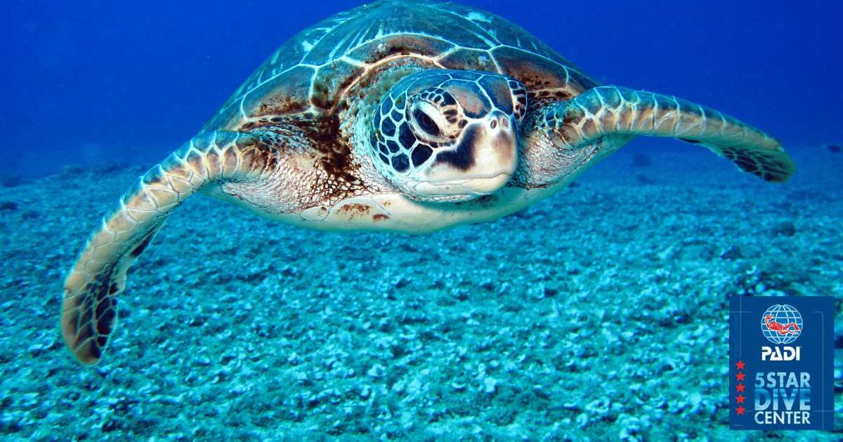 Tenerife: Snorkeling Trip in a Turtle Habitat | GetYourGuide