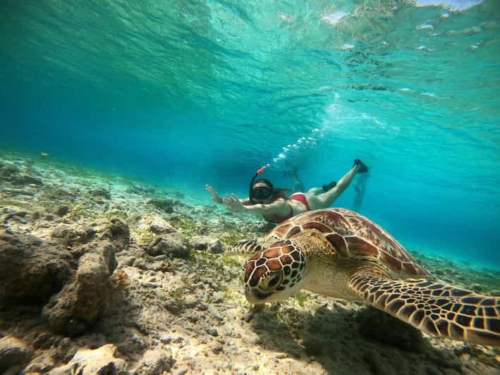 Ozzy Snorkeling 3 Islands | GetYourGuide