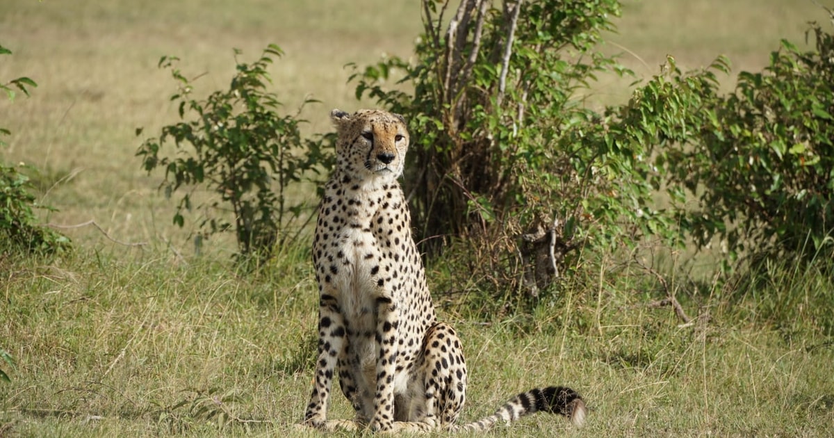 4 DAYS MAASAI MARA & LAKE NAKURU SMALL GROUP SAFARI BY 4WD | GetYourGuide