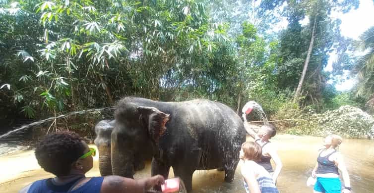 Khaolak: 60 minutes-Elephant Sanctuary Observation Tour | GetYourGuide