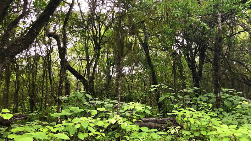 Discover the jungle of Yungas : horseback riding with asado | GetYourGuide
