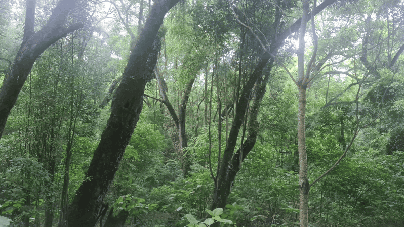 Discover the jungle of Yungas : horseback riding with asado | GetYourGuide