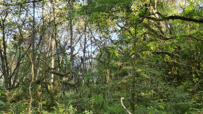 Discover the jungle of Yungas : horseback riding with asado | GetYourGuide