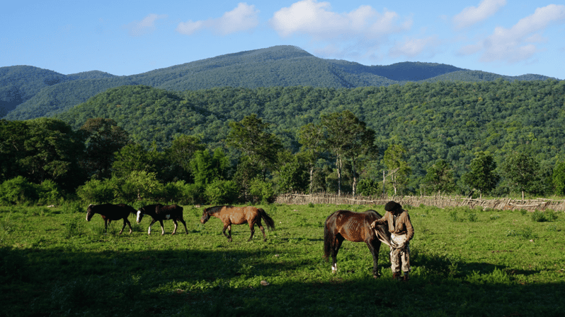 Discover the jungle of Yungas : horseback riding with asado | GetYourGuide