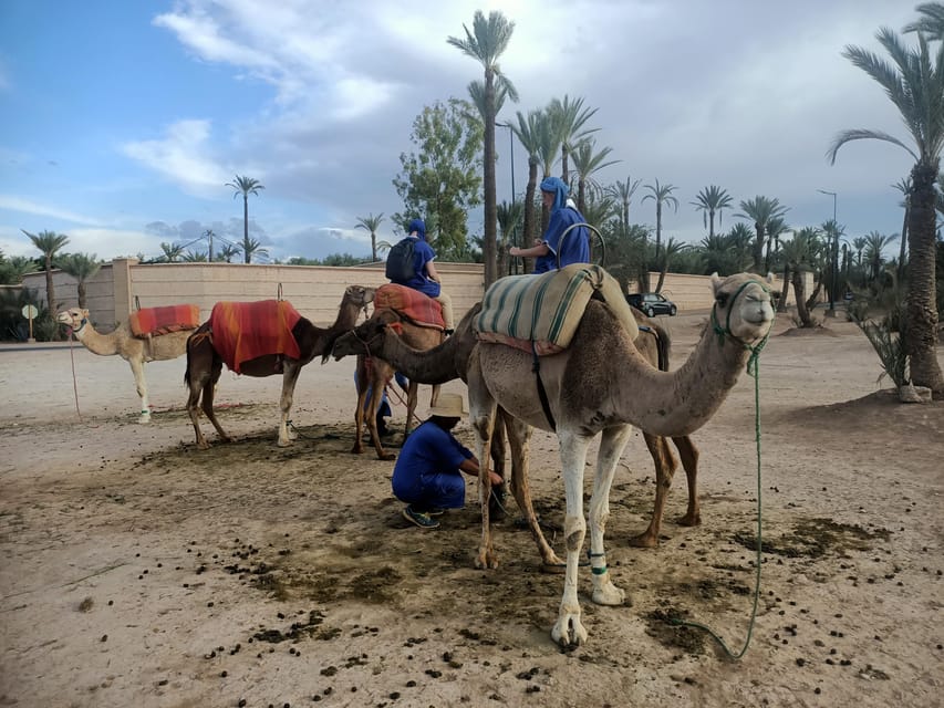 Camel Ride in the Palm Grove of Marrakech | GetYourGuide