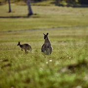 Mount Cotton: Sirromet Winery Tour with Tasting and Lunch | GetYourGuide