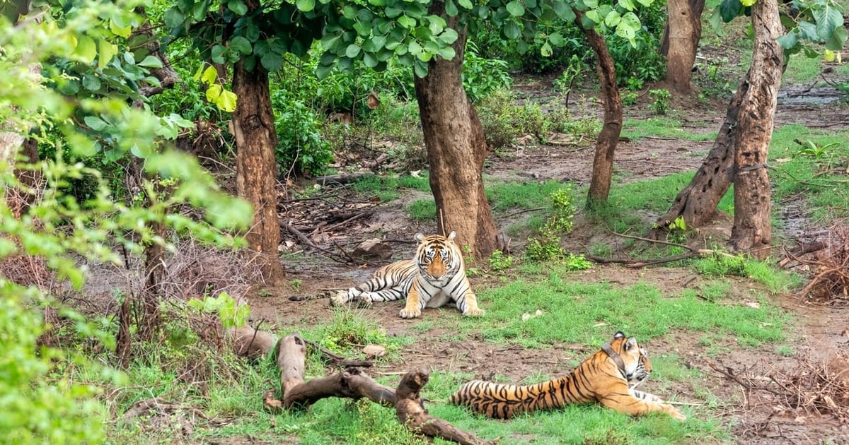 From New Delhi: 3-Day Sariska Tiger Reserve Private Tour | GetYourGuide