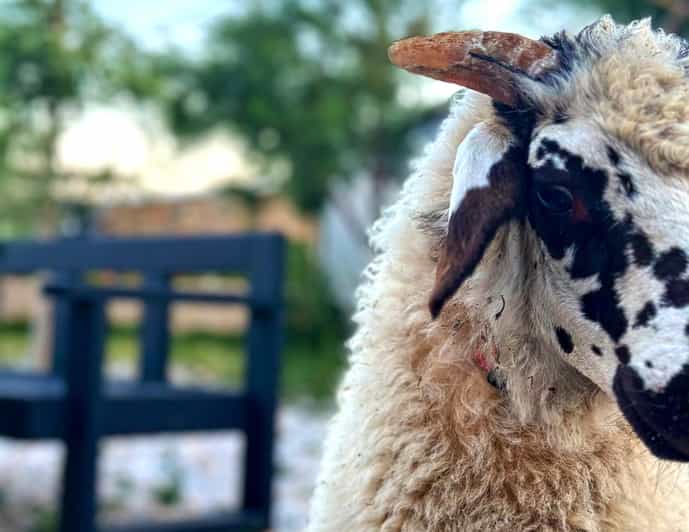 Mykonian Beer And Wine Tasting | GetYourGuide