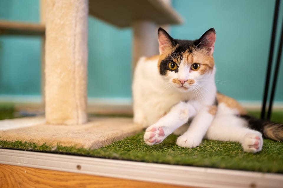 Budapest: Cat Museum Budapest Entry Ticket | GetYourGuide