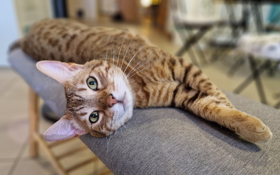 Budapest: Cat Museum Budapest Entry Ticket | GetYourGuide
