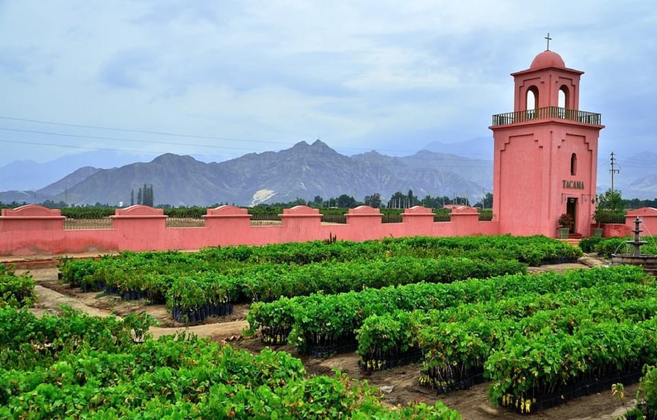 Ica: Pisco Wineries and Vineyards Day Tour | GetYourGuide