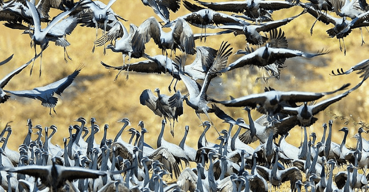 Visit Osian and Khichan With Jaisalmer drop from Jodhpur | GetYourGuide