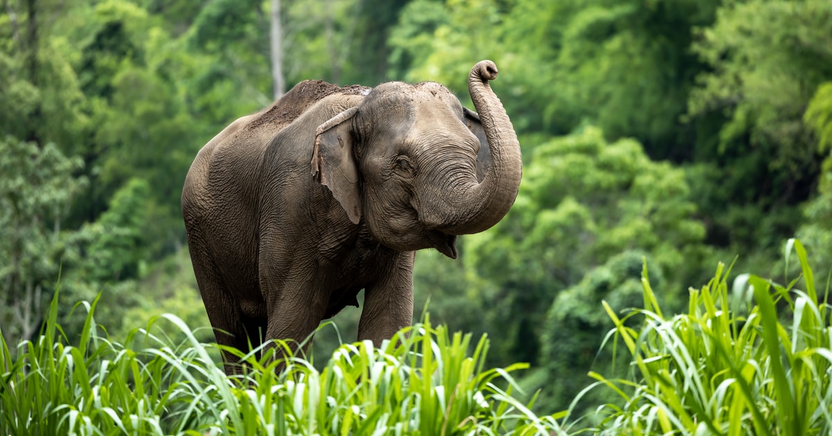 Visite du sanctuaire des éléphants de Khao Lak avec chute d'eau et ...