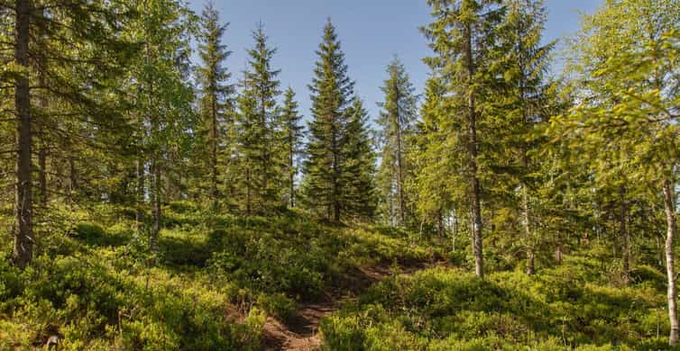 Oslo: Vettakollen-Wanderung mit Blick auf den Oslofjord | GetYourGuide