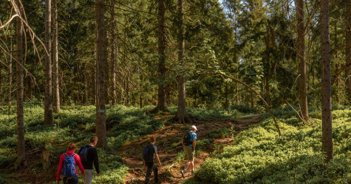 Oslo: Skjennungstoppen Wildlife Forest Hiking Tour | GetYourGuide