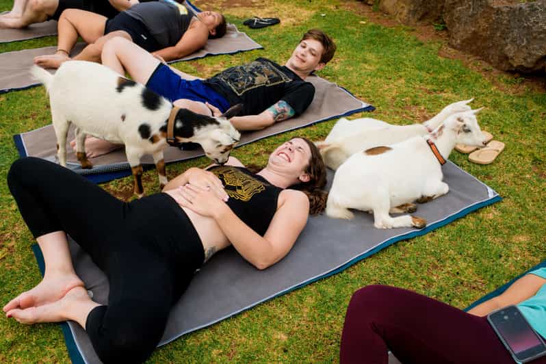 Maui Goat Yoga with Miniature Goats | GetYourGuide