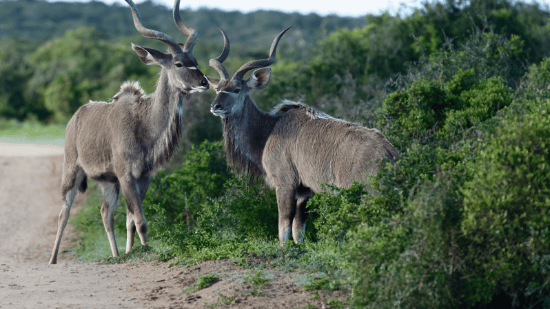 Full-Day Addo Elephant National Park All Inclusive Safari | GetYourGuide