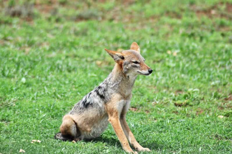 Full-Day Addo Elephant National Park All Inclusive Safari | GetYourGuide